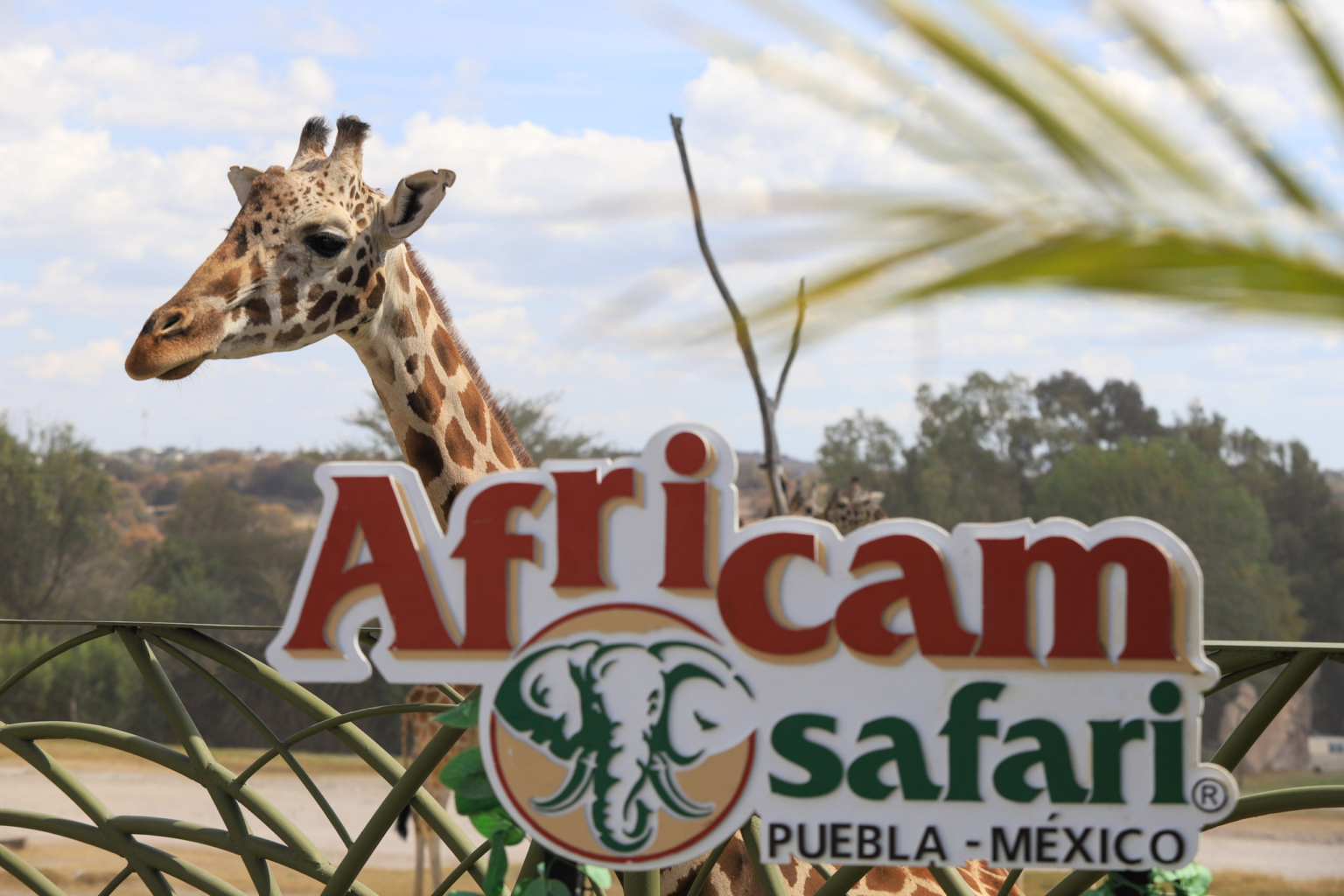 Cómo Llegar a Africam Safari Desde el Centro de Puebla: Rutas ...