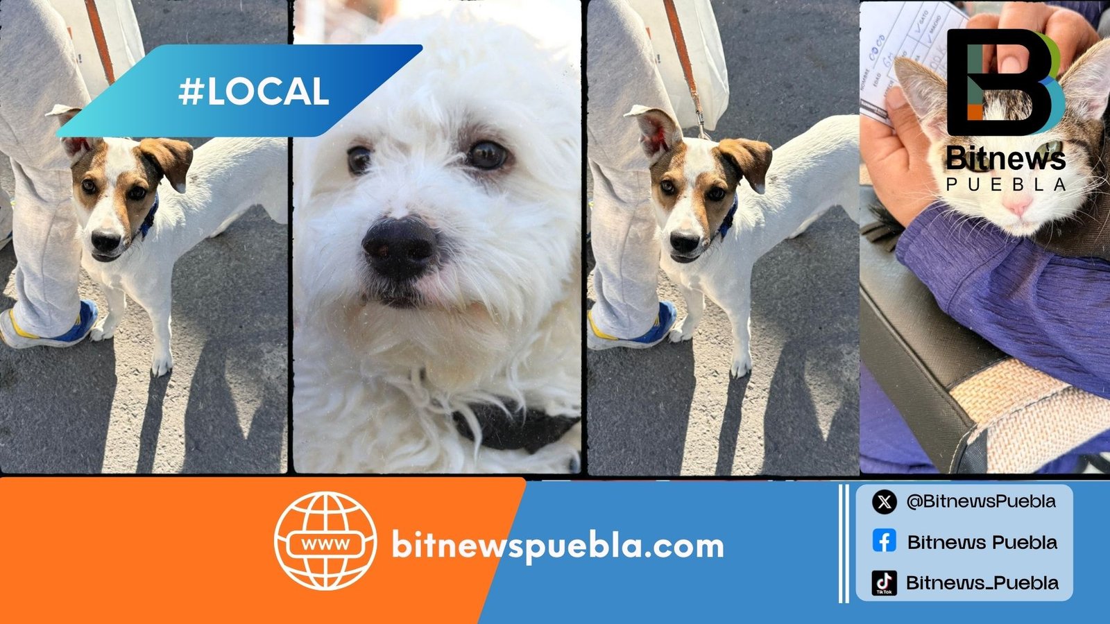 Gobierno de Puebla realiza Jornadas de Bienestar Animal en Xilotzingo ...
